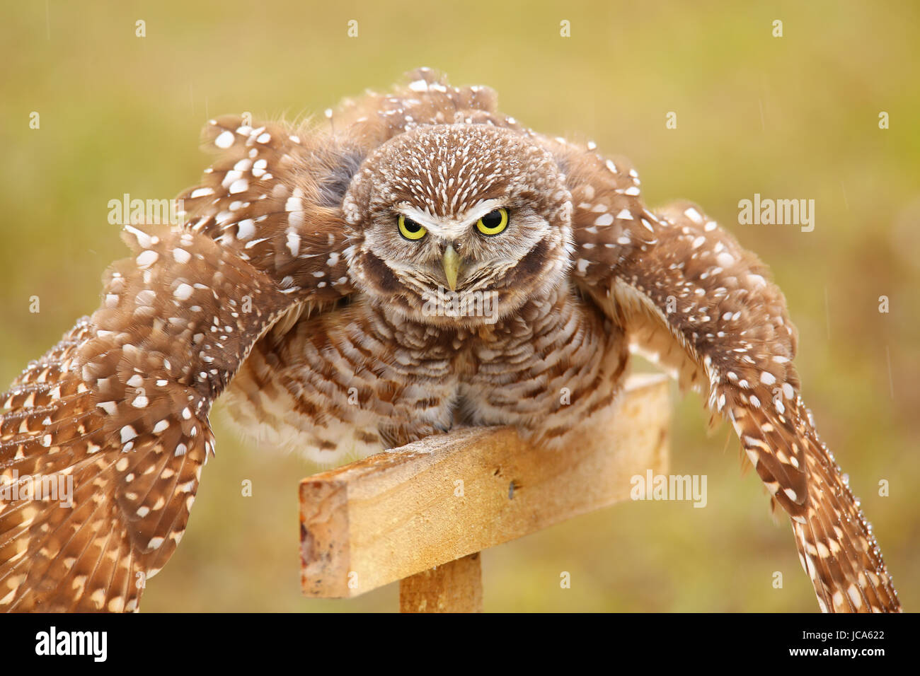 Burrowing Owl (Athene cunicularia) spreading wings in the rain Stock ...