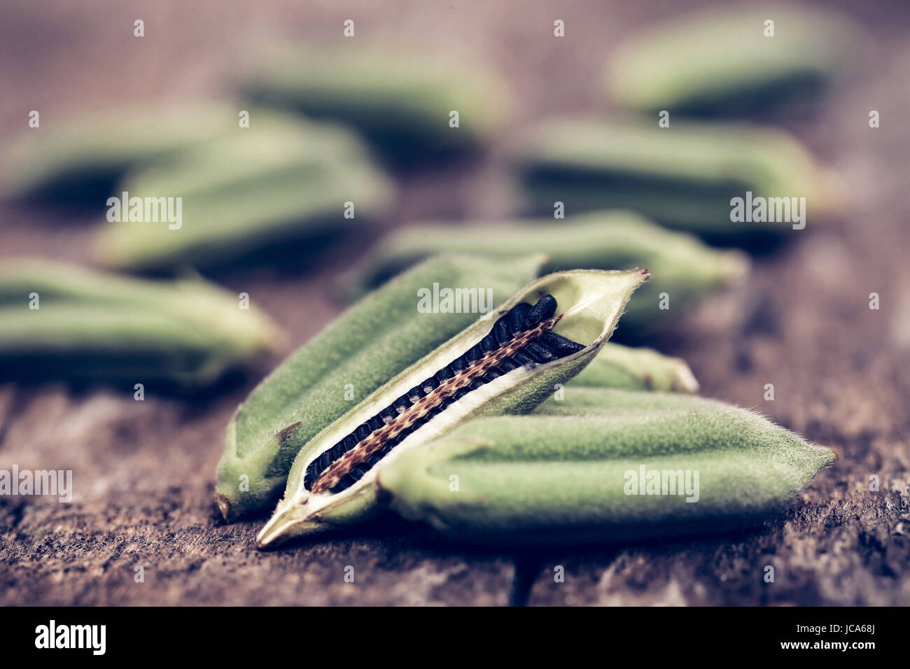 Sesame seed pods and plant hi-res stock photography and images - Alamy