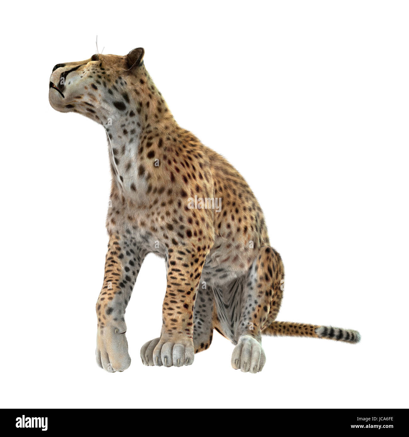 3D rendering of a cheetah isolated on white background Stock Photo - Alamy