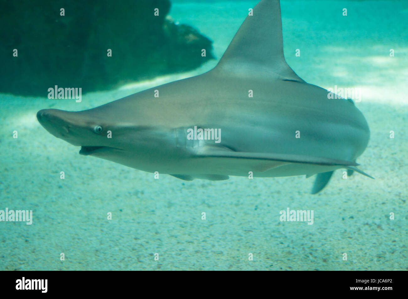Shark turning hi-res stock photography and images - Alamy