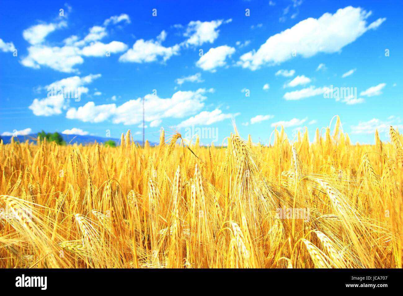 Wheat field landscape Stock Photo - Alamy