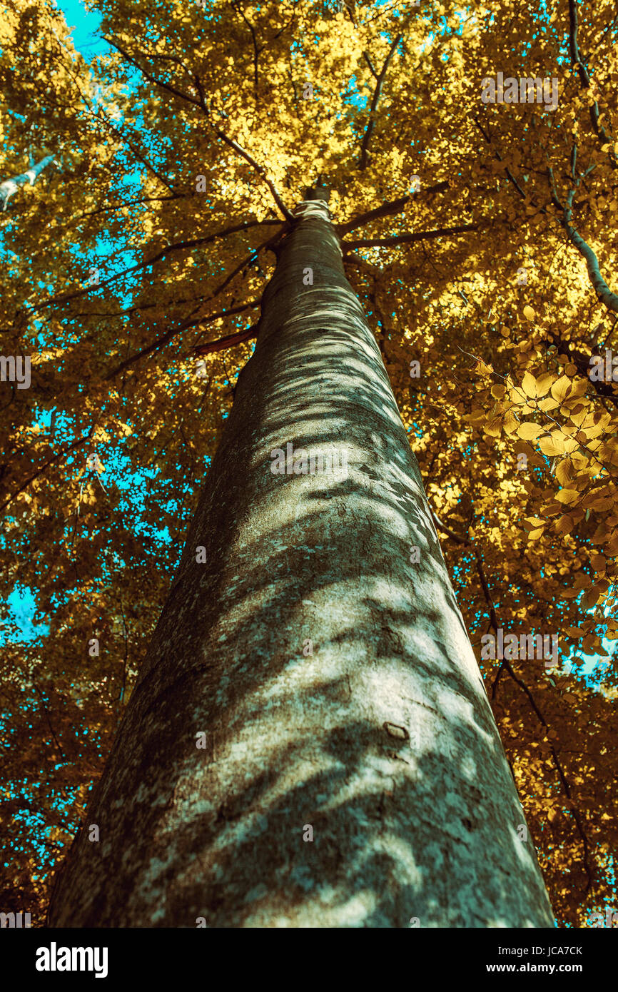 Big tree with tall and wide trunk at autumn season Stock Photo - Alamy
