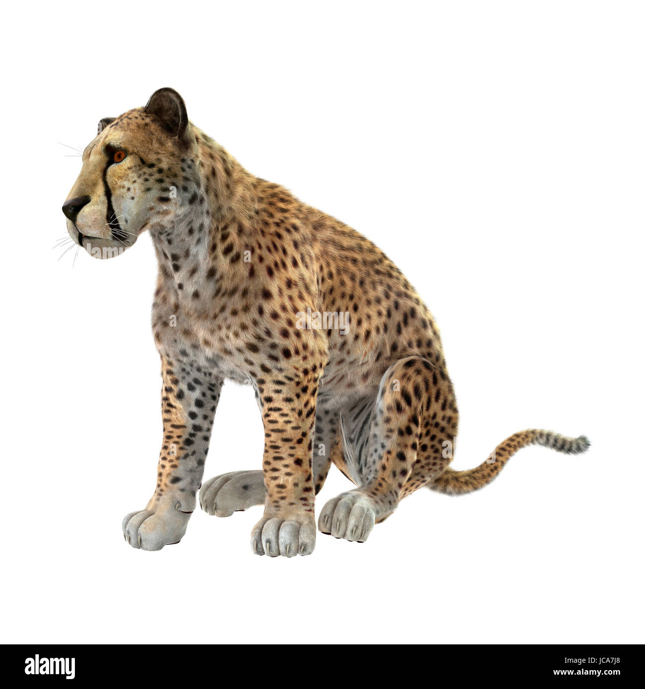 3D rendering of a cheetah isolated on white background Stock Photo - Alamy