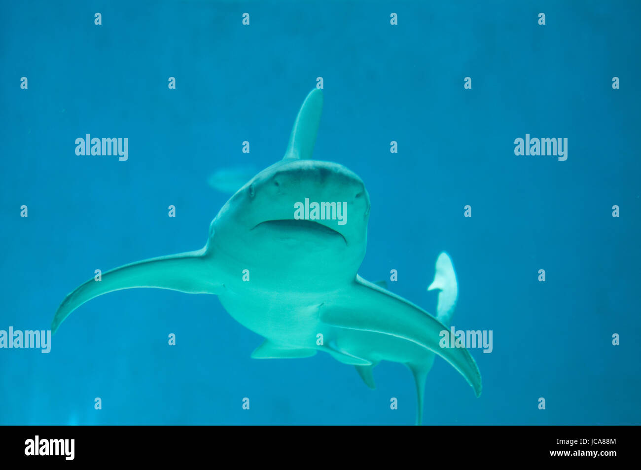Shark turning hi-res stock photography and images - Alamy