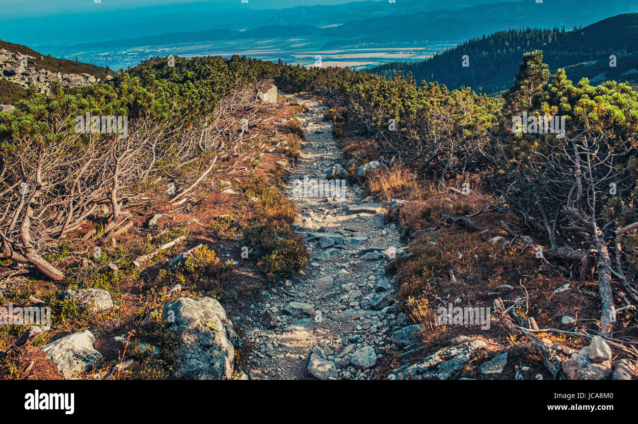 Stone path in high mountains with small pines Stock Photo - Alamy