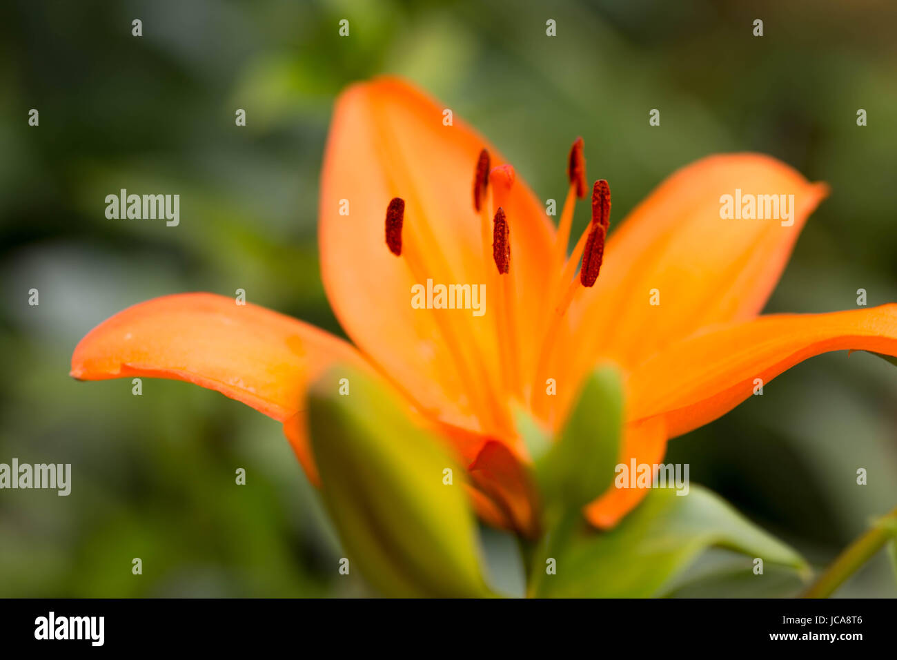 Blooms flowering plants june hi-res stock photography and images - Alamy