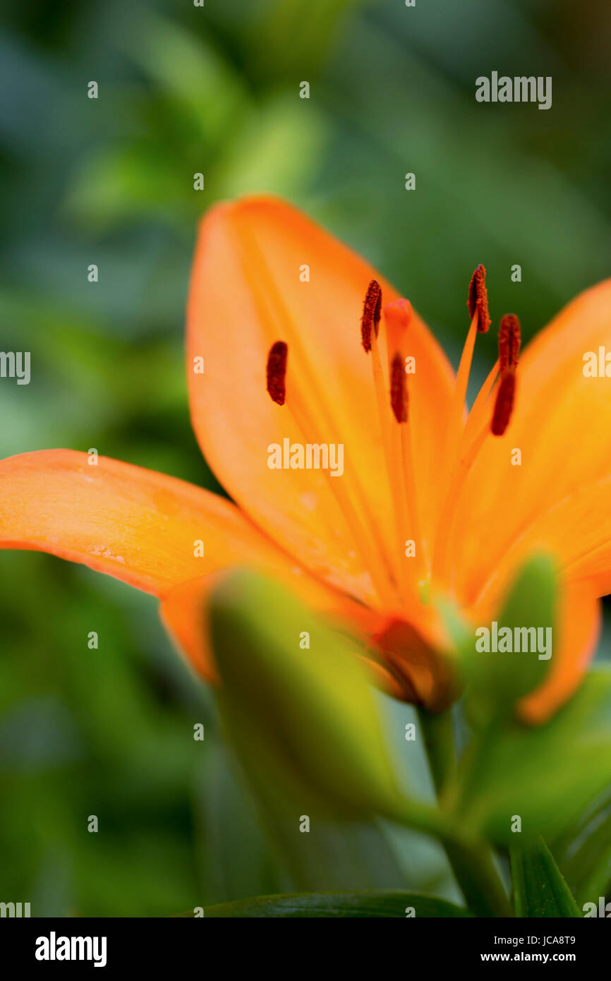 Blooms flowering plants june hi-res stock photography and images - Alamy