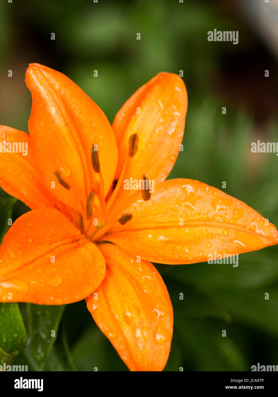 Blooms flowering plants june hi-res stock photography and images - Alamy