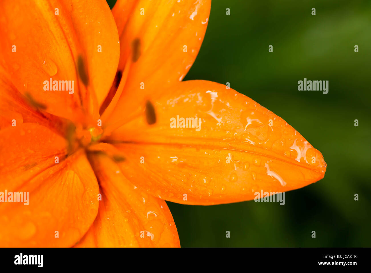 Summer flowering bulbs hi-res stock photography and images - Alamy