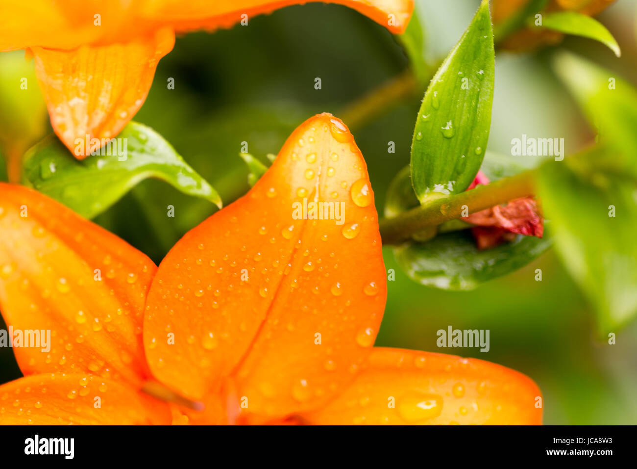 Summer flowering bulbs hi-res stock photography and images - Alamy