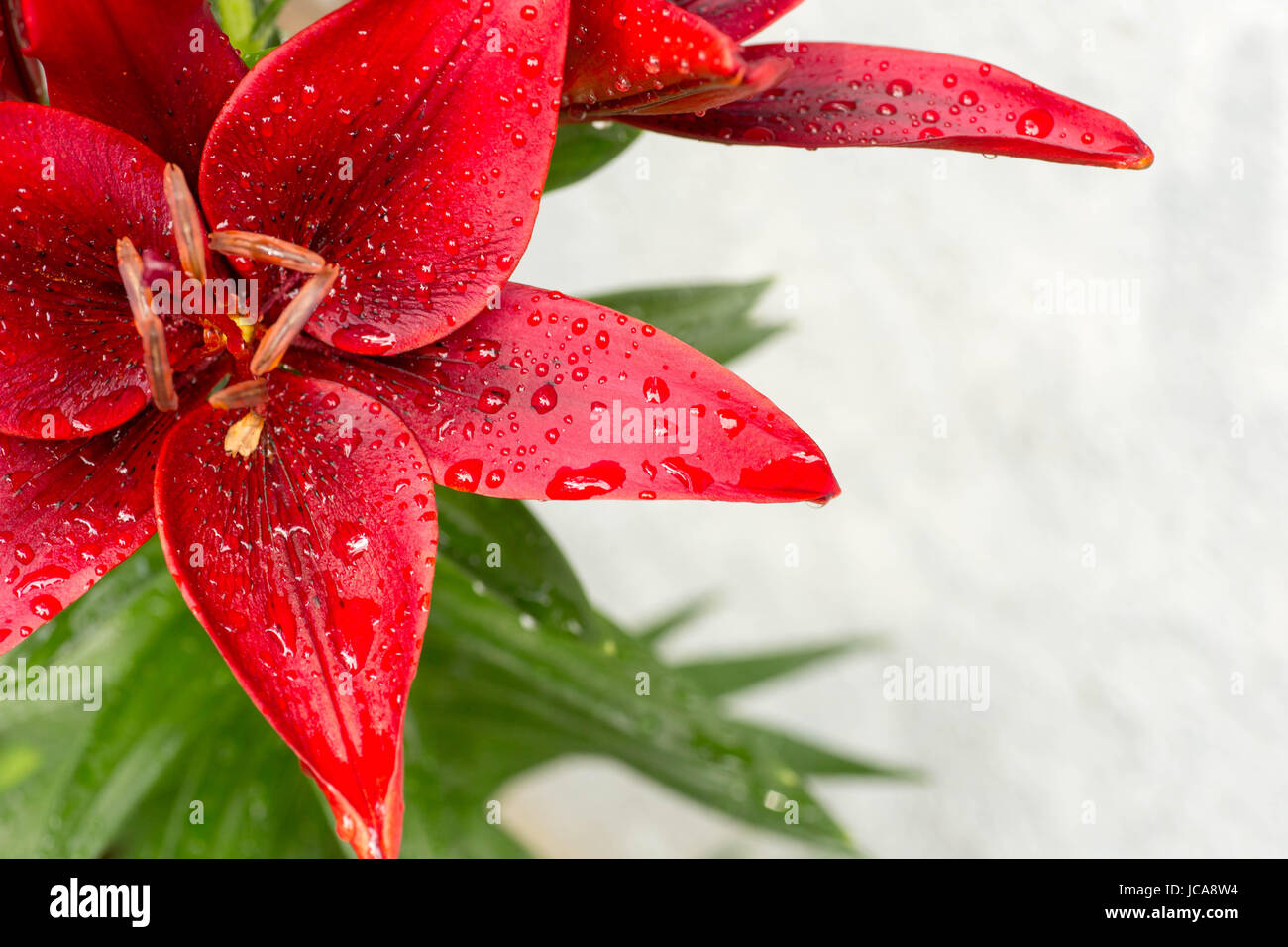 June blooms hi-res stock photography and images - Alamy
