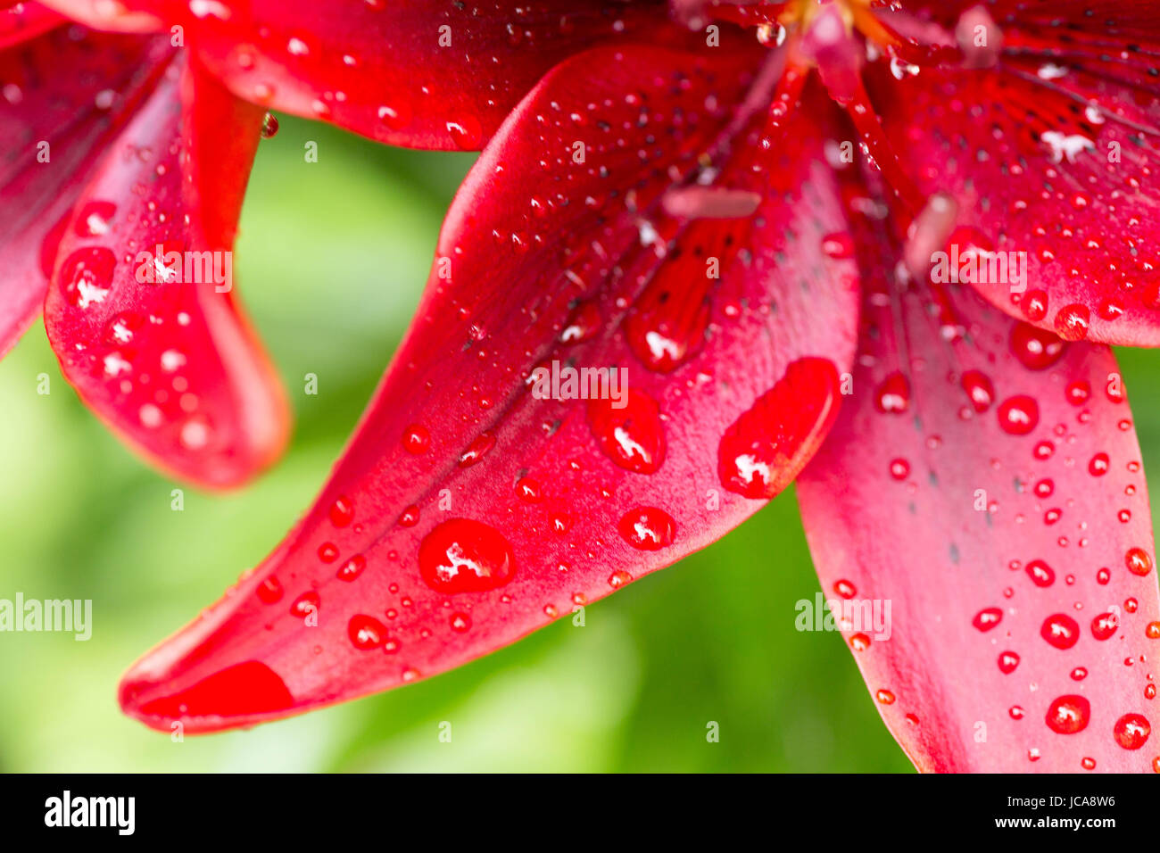 June blooms hi-res stock photography and images - Alamy