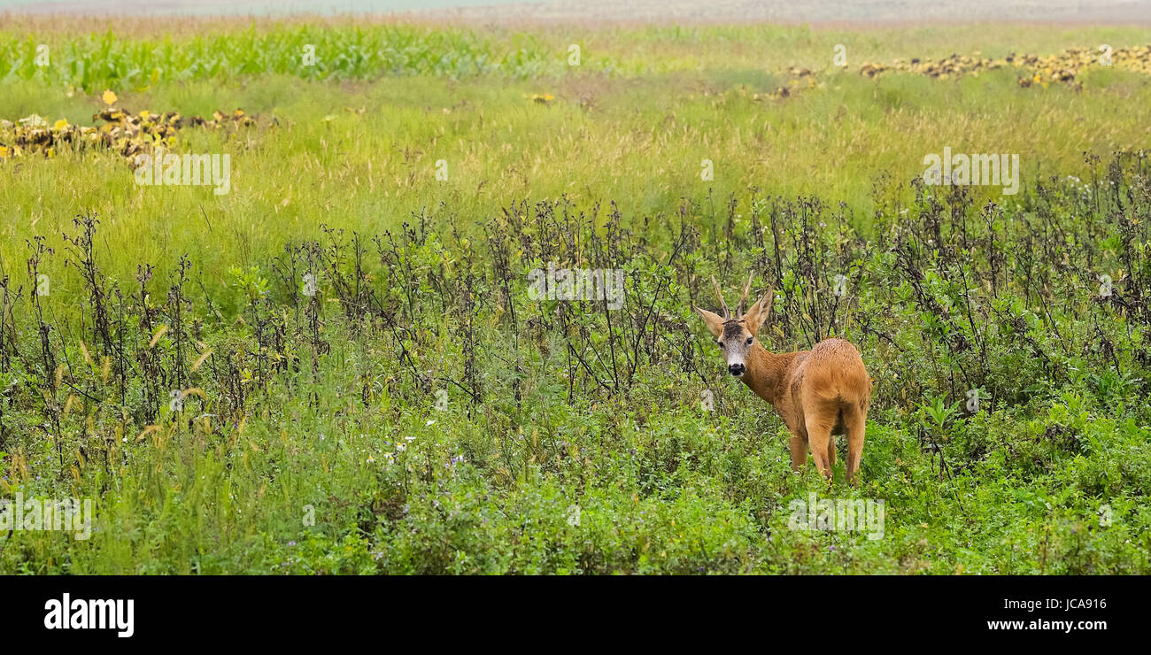 Skin acre hi-res stock photography and images - Alamy