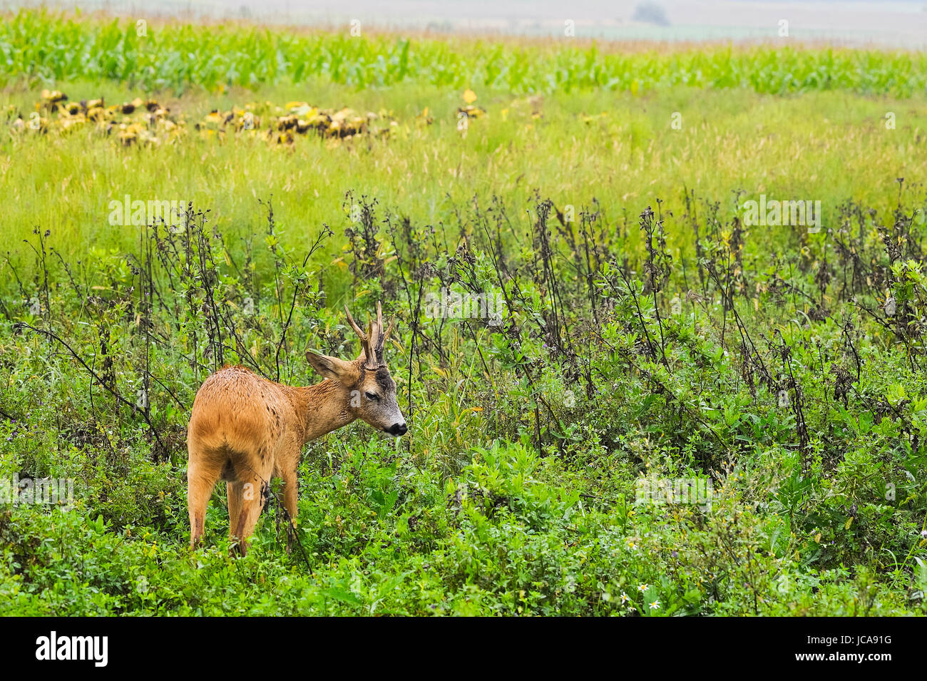 Skin acre hi-res stock photography and images - Alamy