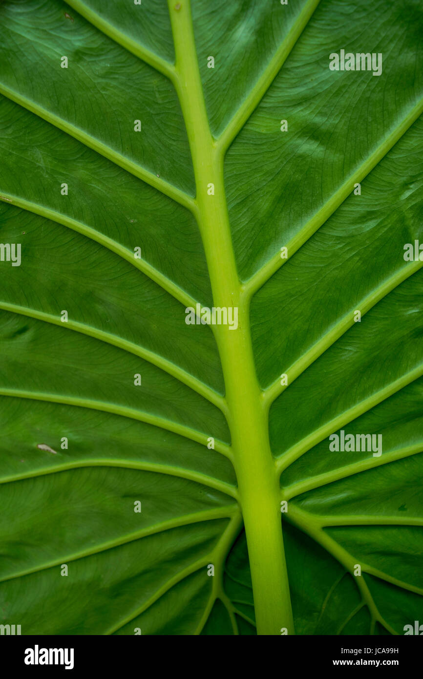 Leaf elephant ear plant alocasia hi-res stock photography and images ...