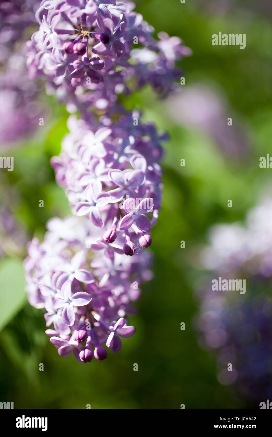 Purple lilac tree blooming in spring Stock Photo - Alamy