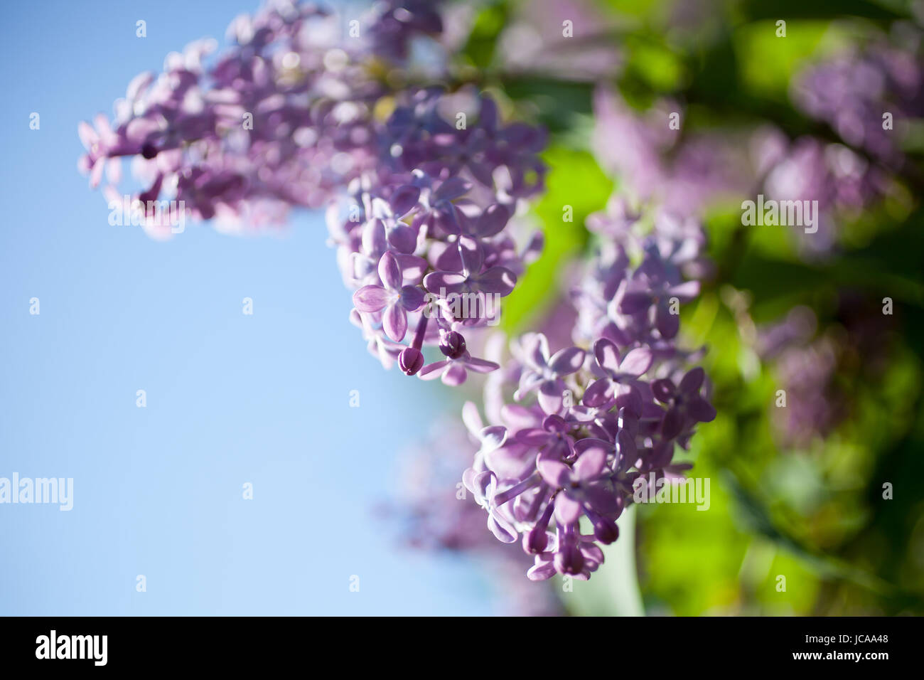 Purple lilac tree blooming in spring Stock Photo - Alamy