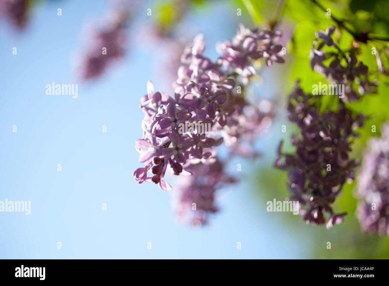 Purple lilac tree blooming in spring Stock Photo - Alamy
