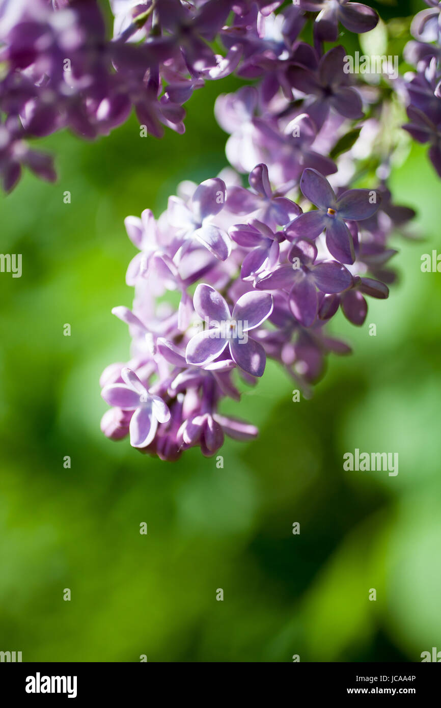 Purple lilac tree blooming in spring Stock Photo - Alamy
