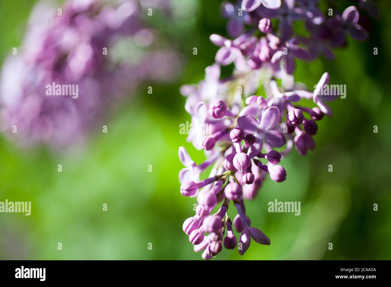 Purple lilac tree blooming in spring Stock Photo - Alamy