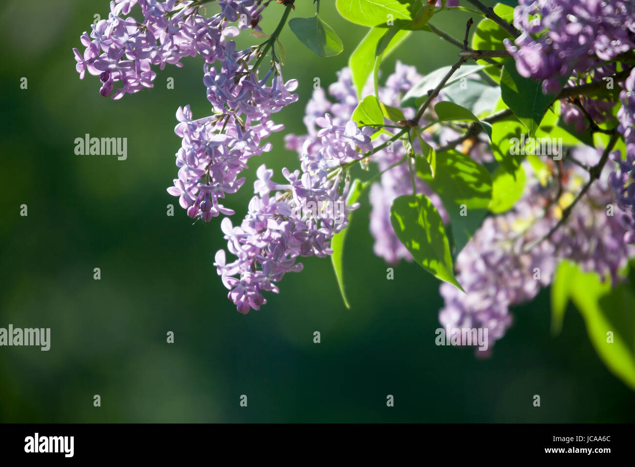 Purple lilac tree blooming in spring Stock Photo - Alamy