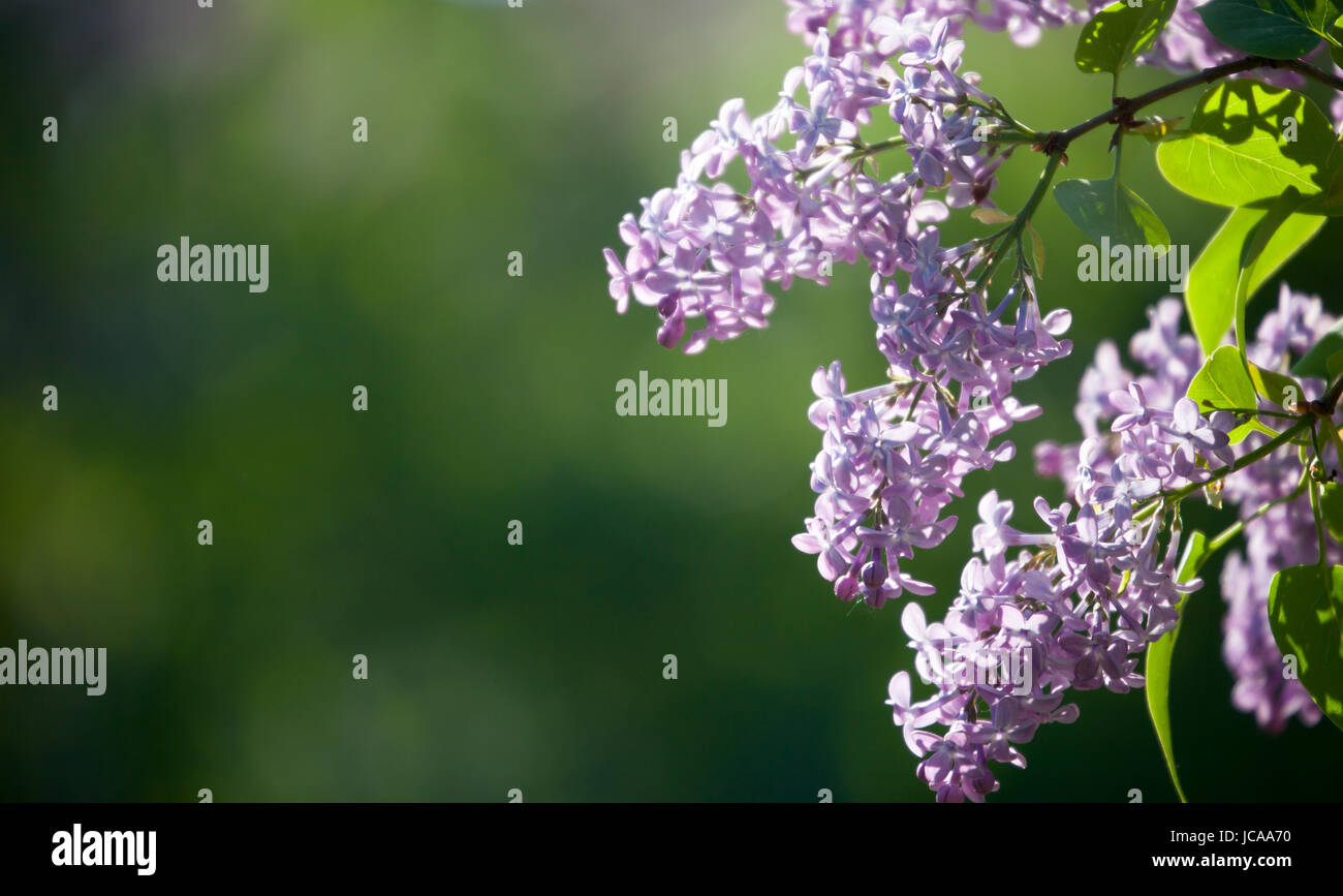 Purple lilac tree blooming in spring Stock Photo - Alamy