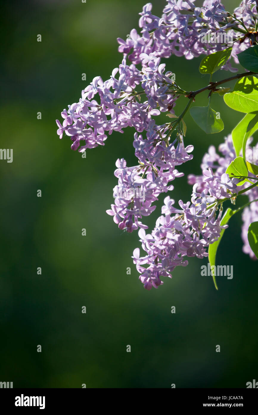 Purple lilac tree blooming in spring Stock Photo - Alamy