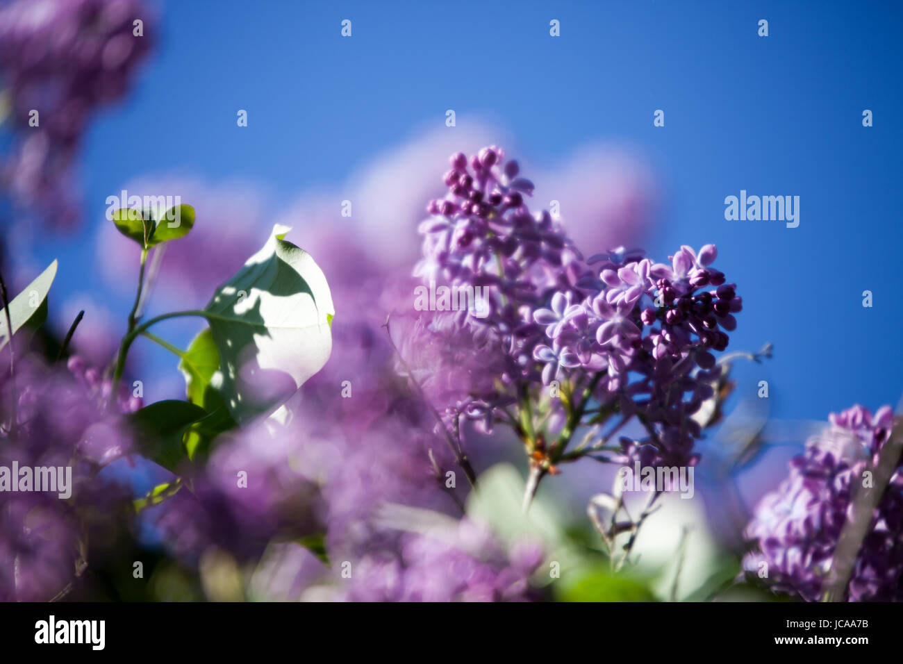 Purple lilac tree hi-res stock photography and images - Alamy