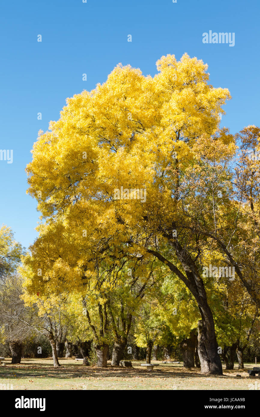 Several trees that are yellowed by the arrival of autumn Stock Photo ...