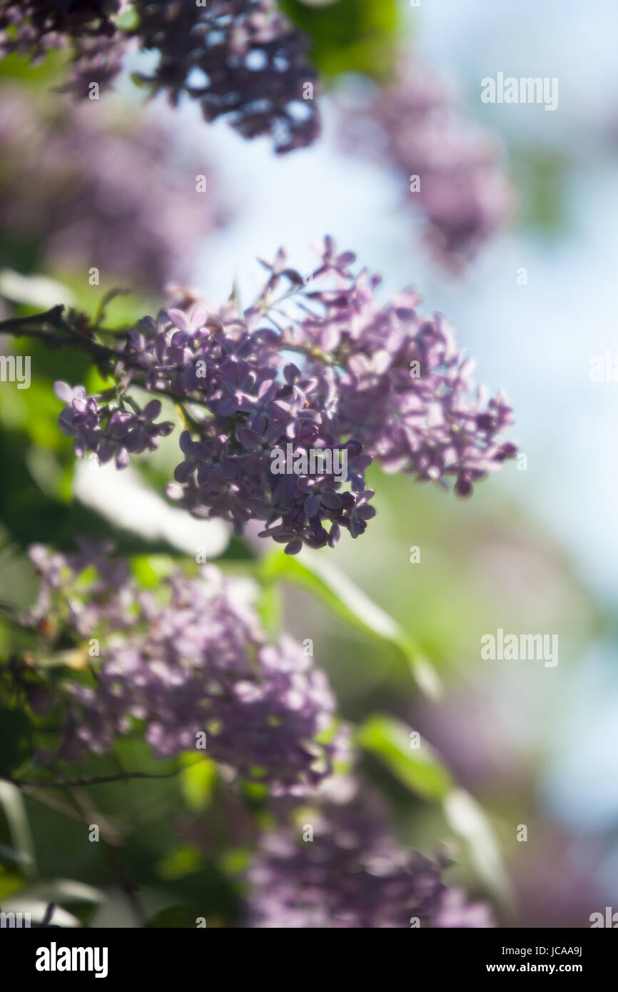 Purple lilac tree blooming in spring Stock Photo - Alamy
