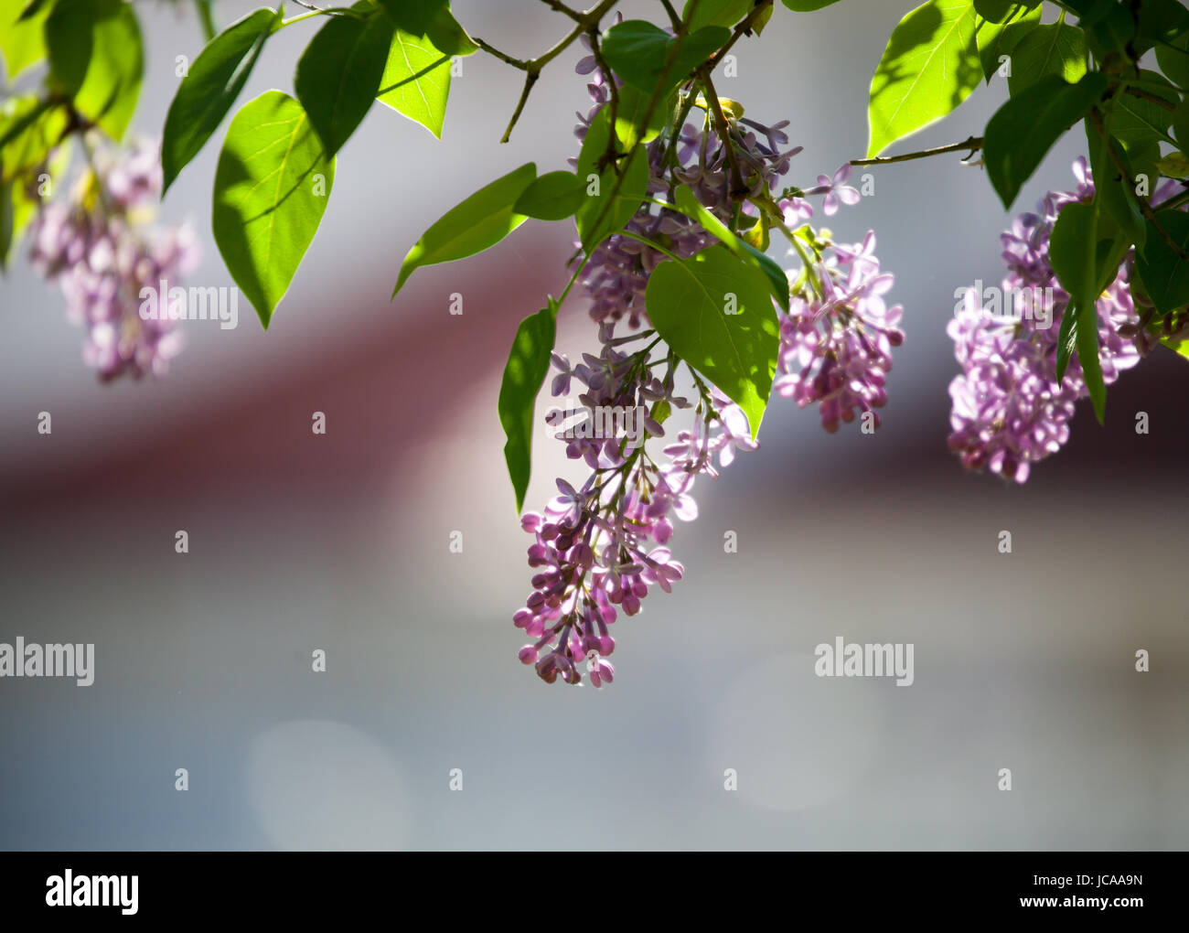 Purple lilac tree blooming in spring Stock Photo - Alamy