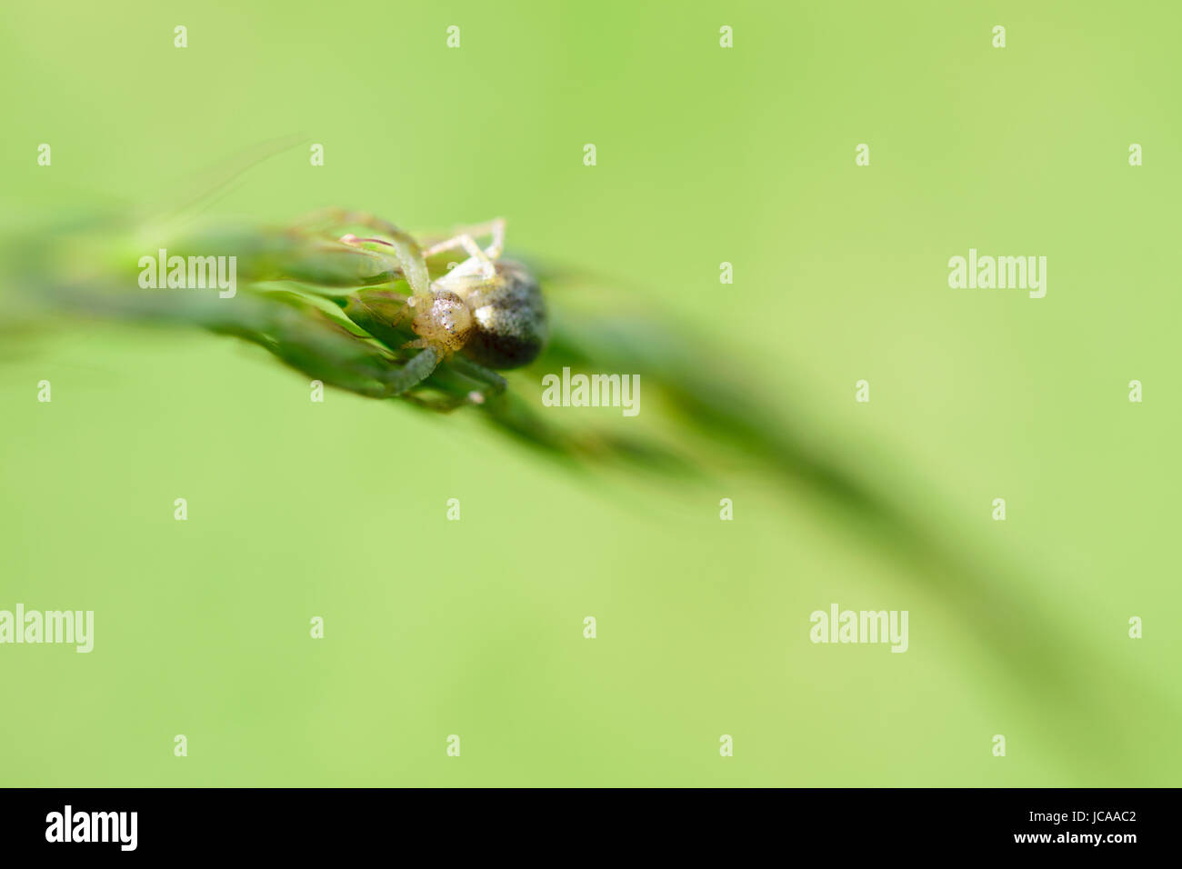 Green insect grasshopper hi-res stock photography and images - Alamy