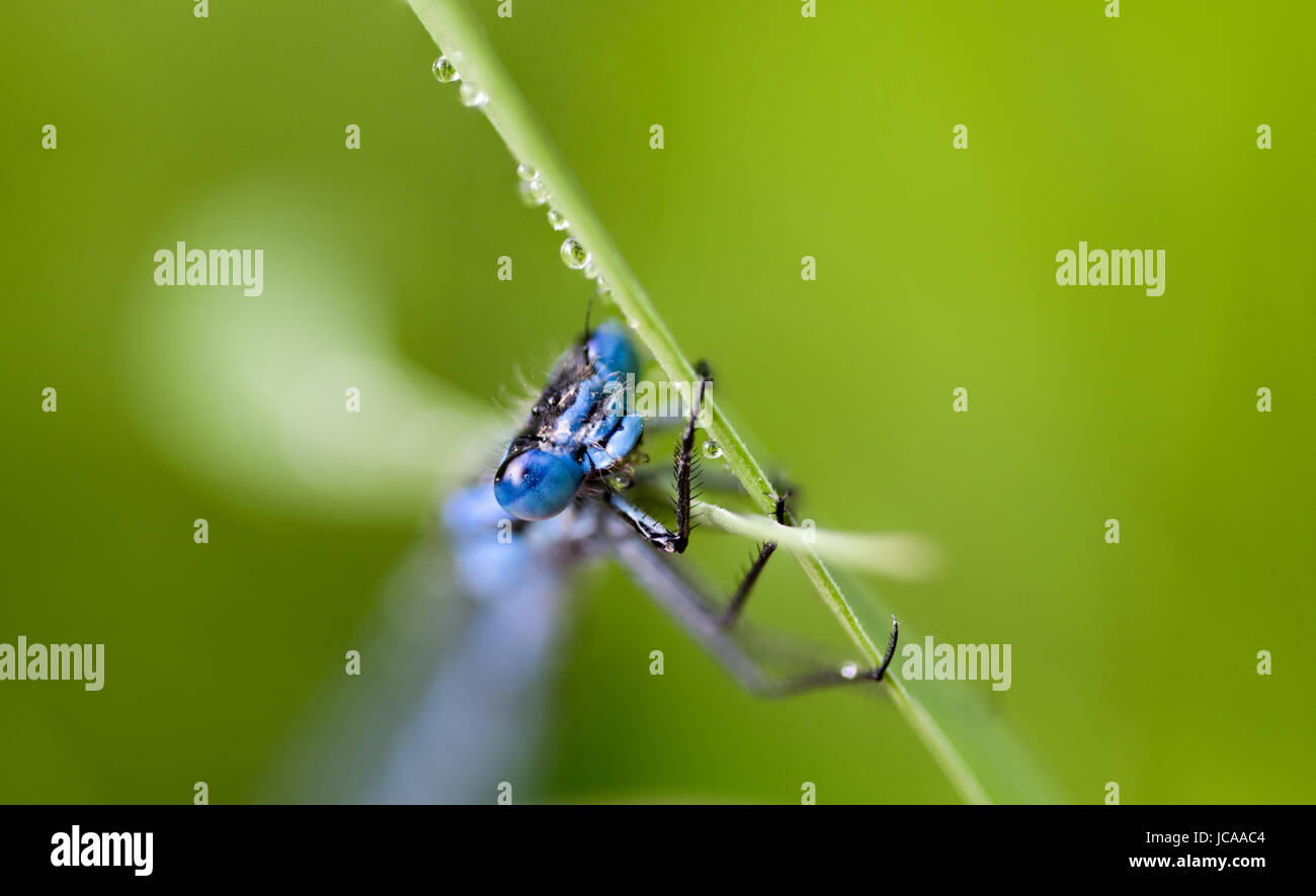 Wet insect hi-res stock photography and images - Alamy