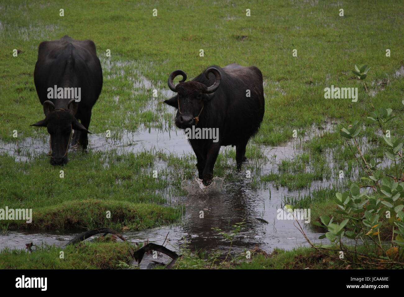 Bigbuffalo hi-res stock photography and images - Alamy