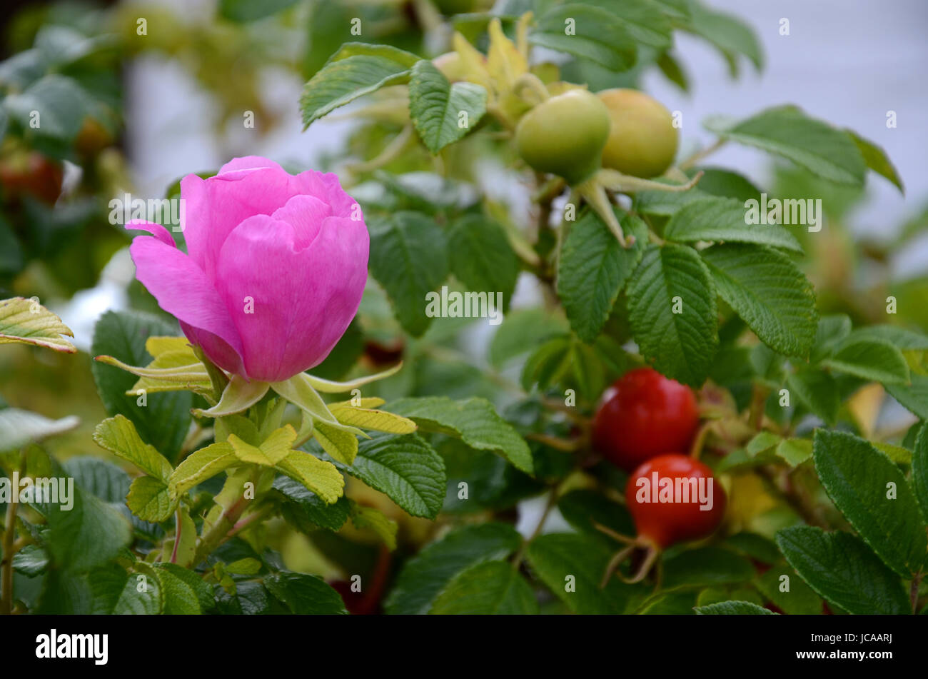 Rugosa rose hedge hi-res stock photography and images - Alamy