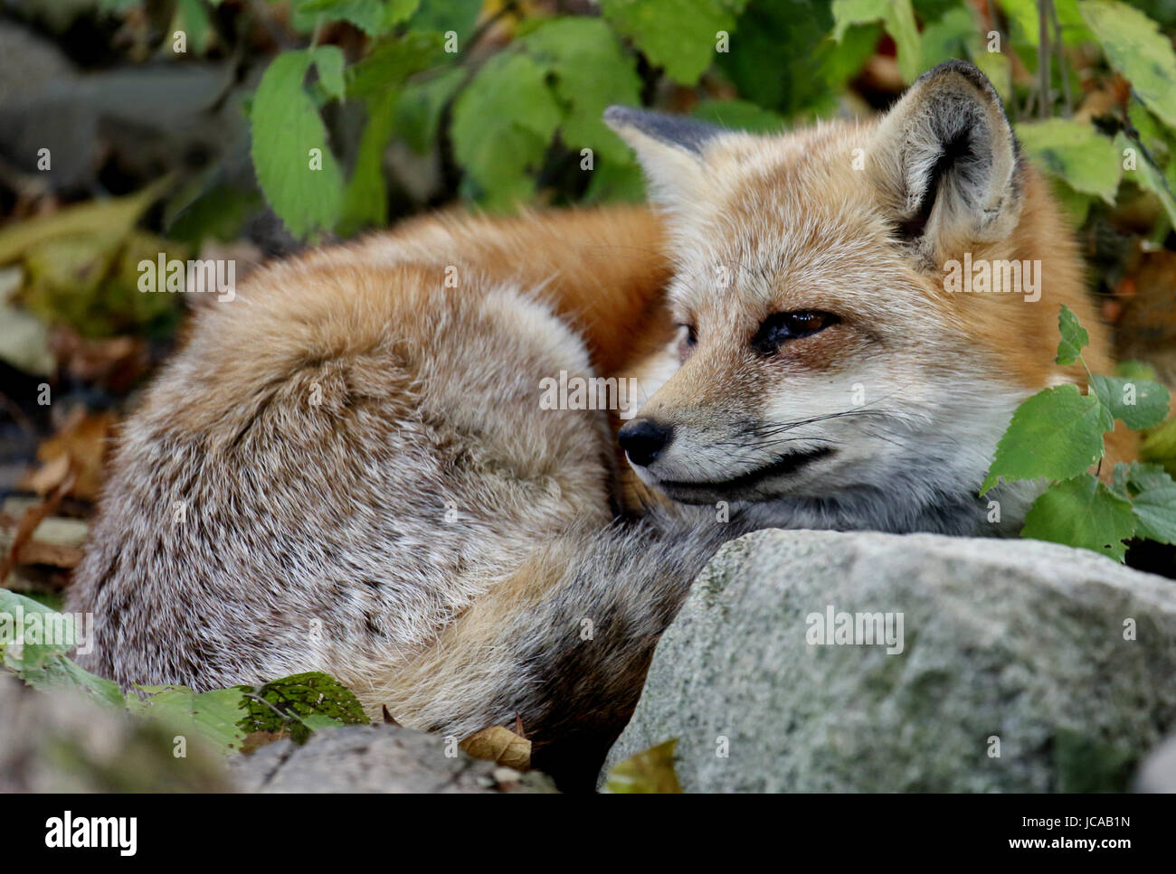 Curled up fox hi-res stock photography and images - Alamy