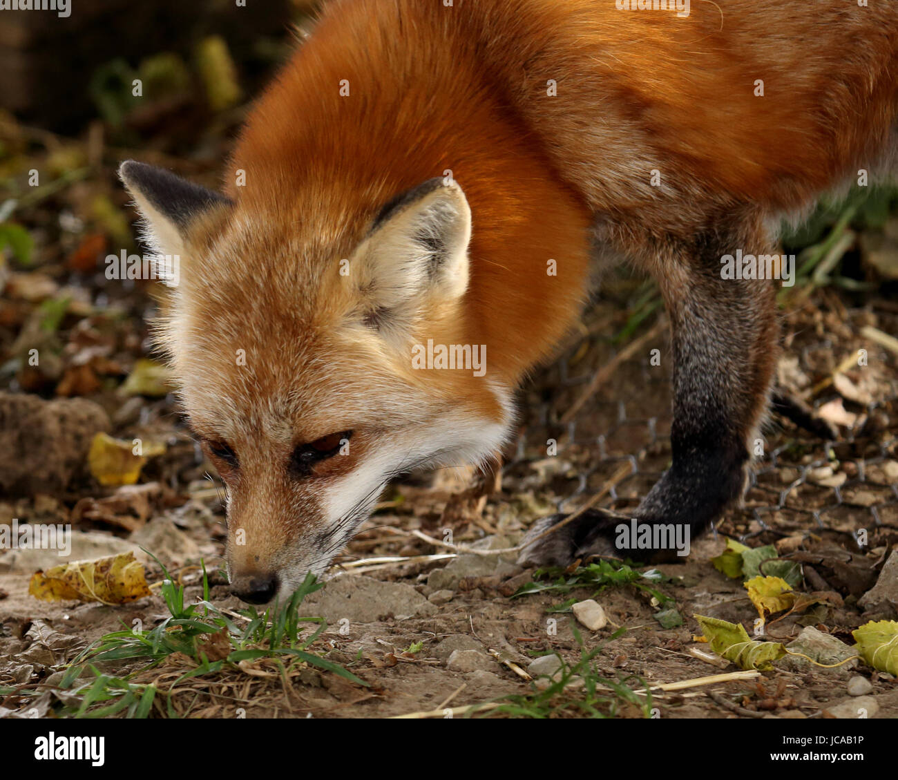 Red fox head and shoulders hi-res stock photography and images - Alamy