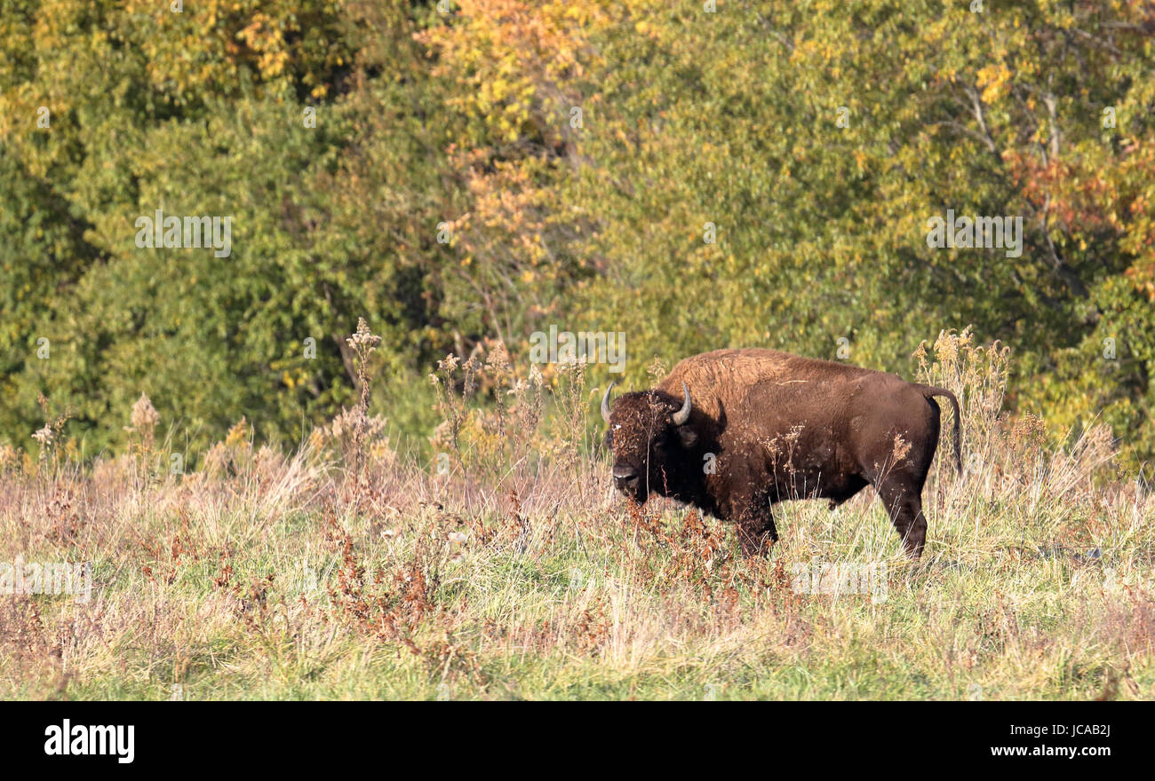 Single bison standing in a grassy field with trees in the background ...