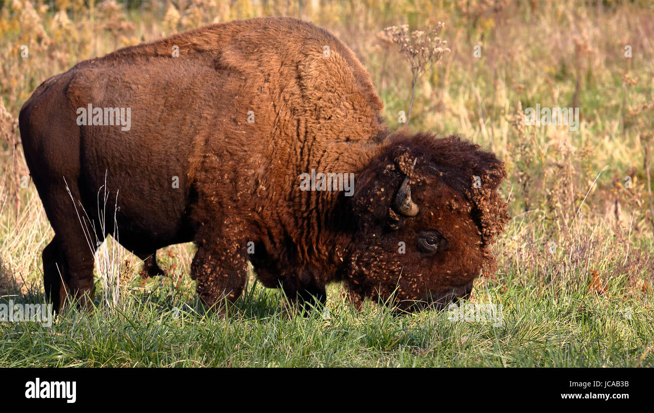 Single bison standing in a grassy field with trees in the background ...