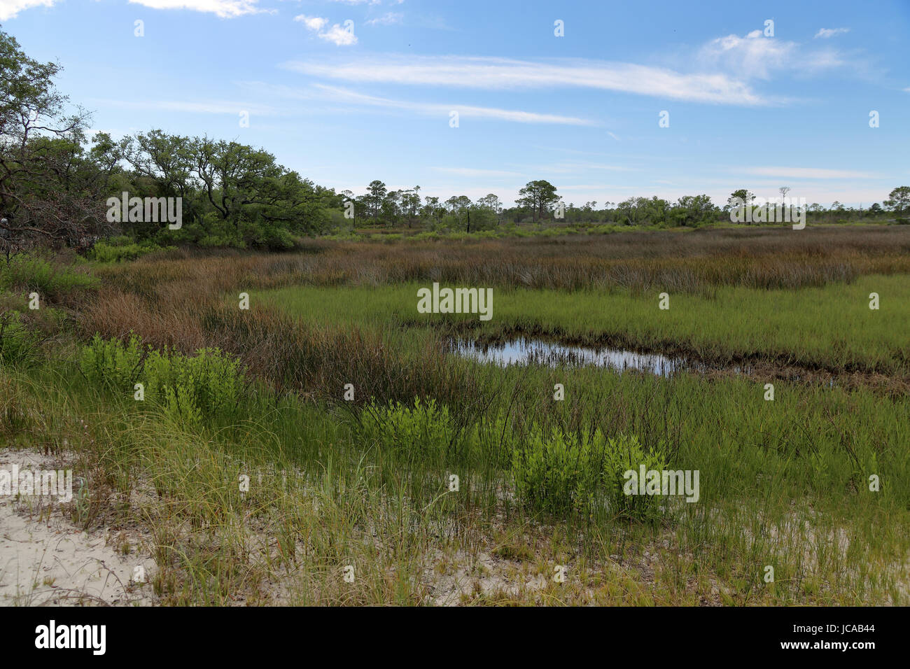Trees and grasses in a saltwater marsh along Florida's gulf coast Stock ...