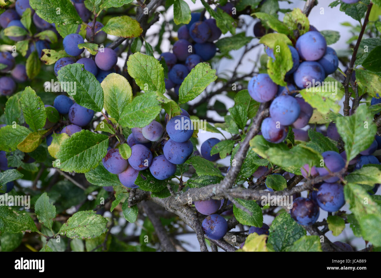 Sloes garden hi-res stock photography and images - Alamy