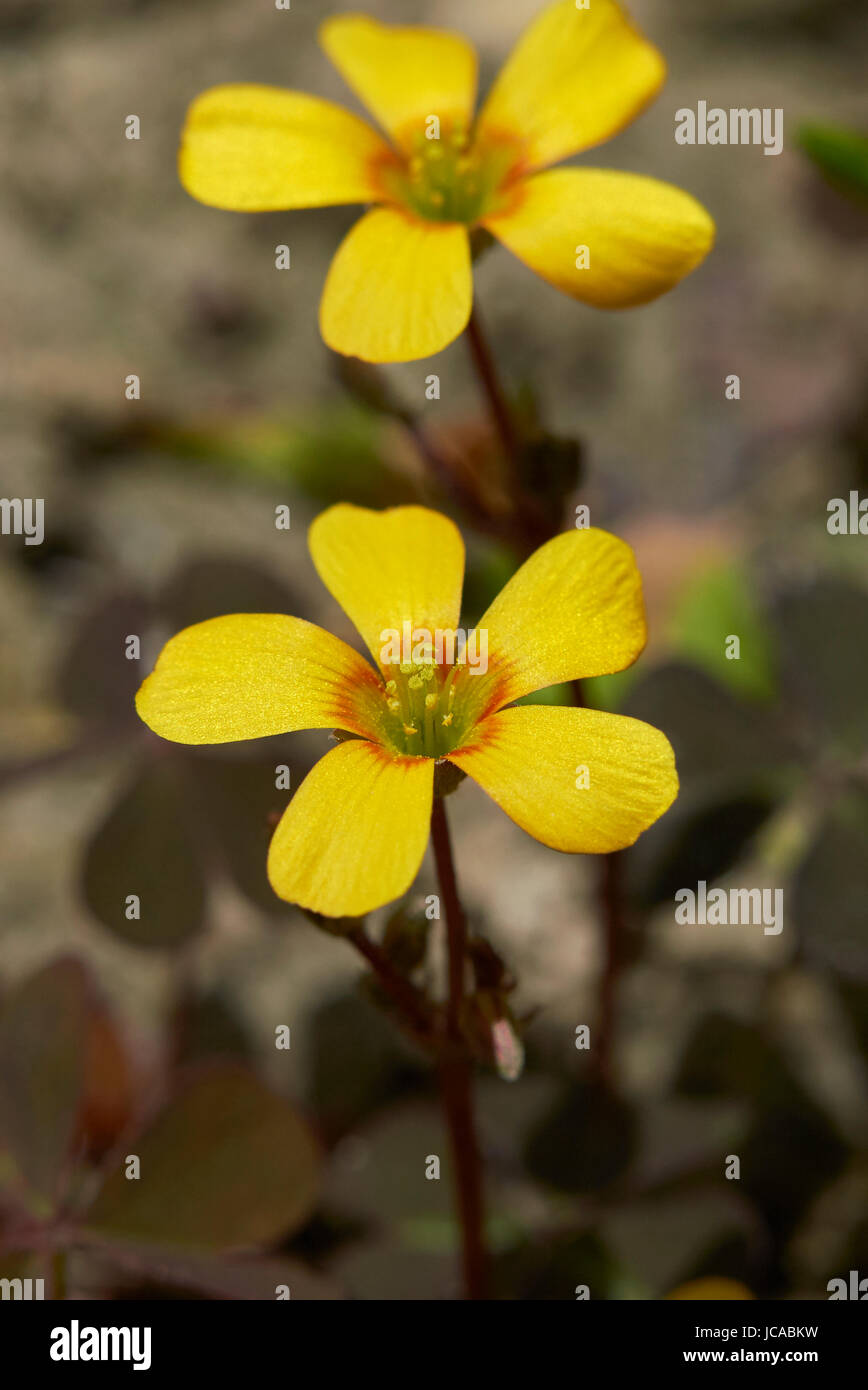 Oxalis corniculata hi-res stock photography and images - Alamy