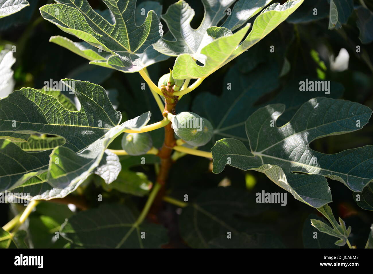 figs at fig tree - spain Stock Photo - Alamy