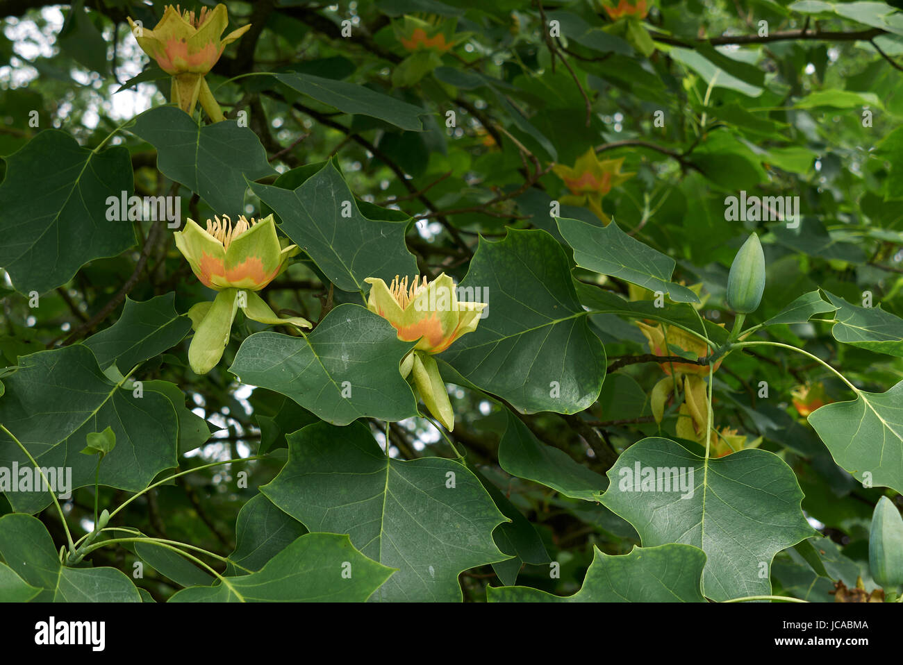 Liriodendron Tulipifera Bloom High Resolution Stock Photography and Images - Alamy