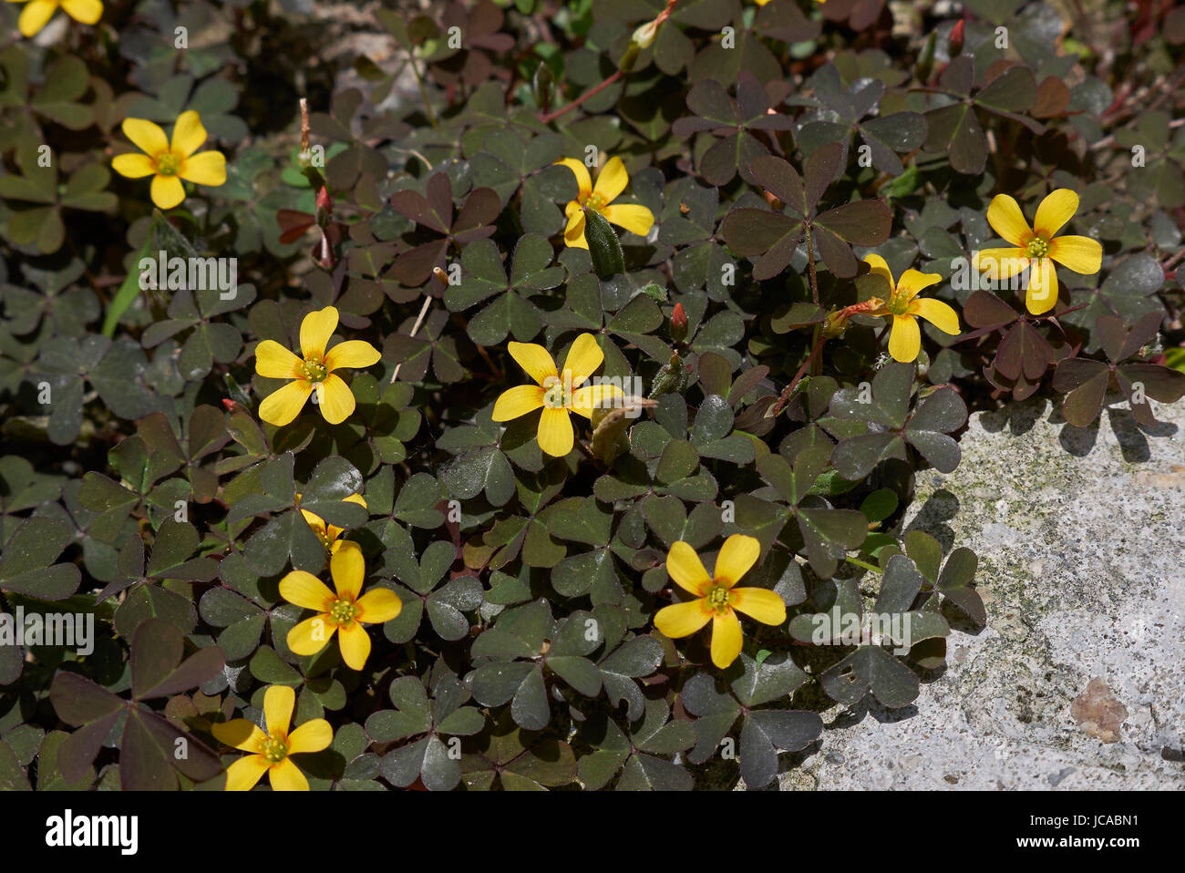 Trifoliate oxalis leaves yellow hi-res stock photography and images - Alamy