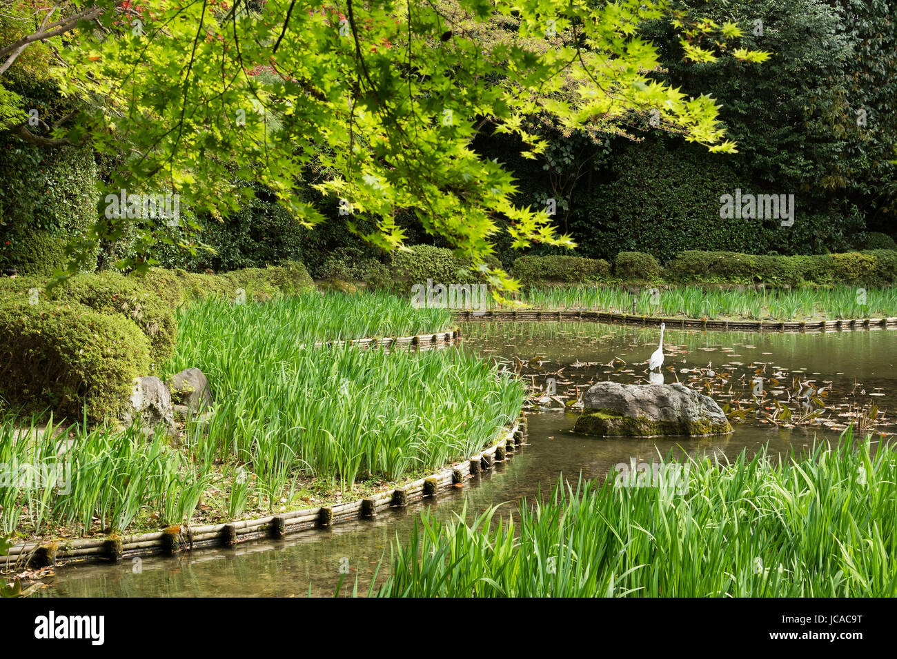 Crane in garden kyoto hi-res stock photography and images - Alamy