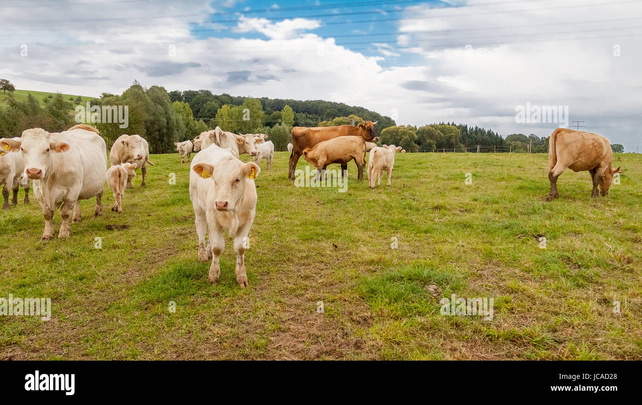 Kuhherde auf der Weide Stock Photo - Alamy
