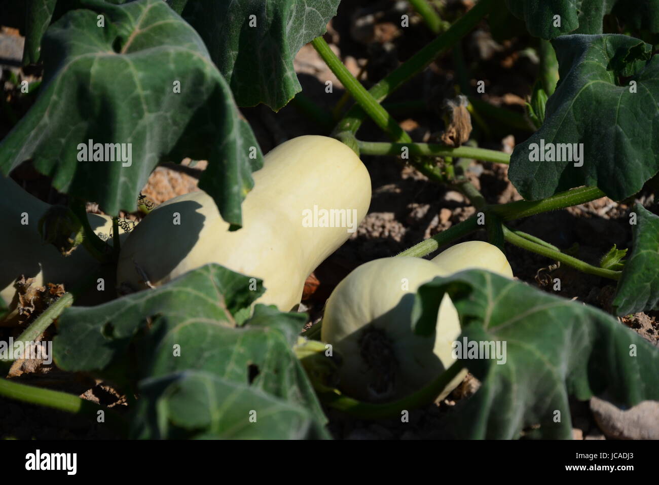 pumpkin,pumpkin,melon - spain Stock Photo - Alamy