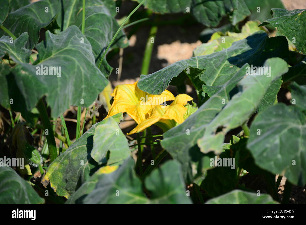 squash blossom,pumpkin,melon - spain Stock Photo - Alamy