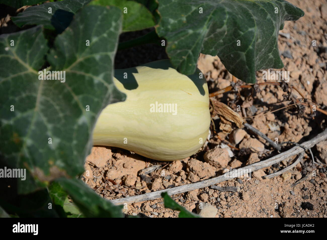 squash blossom,pumpkin,melon - spain Stock Photo - Alamy